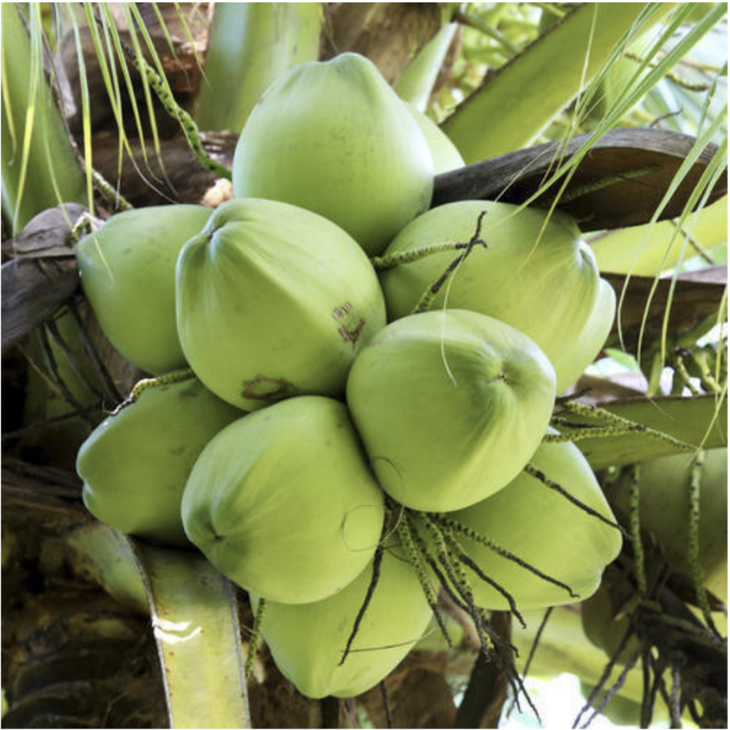 global fruit – globalfruit.co.th